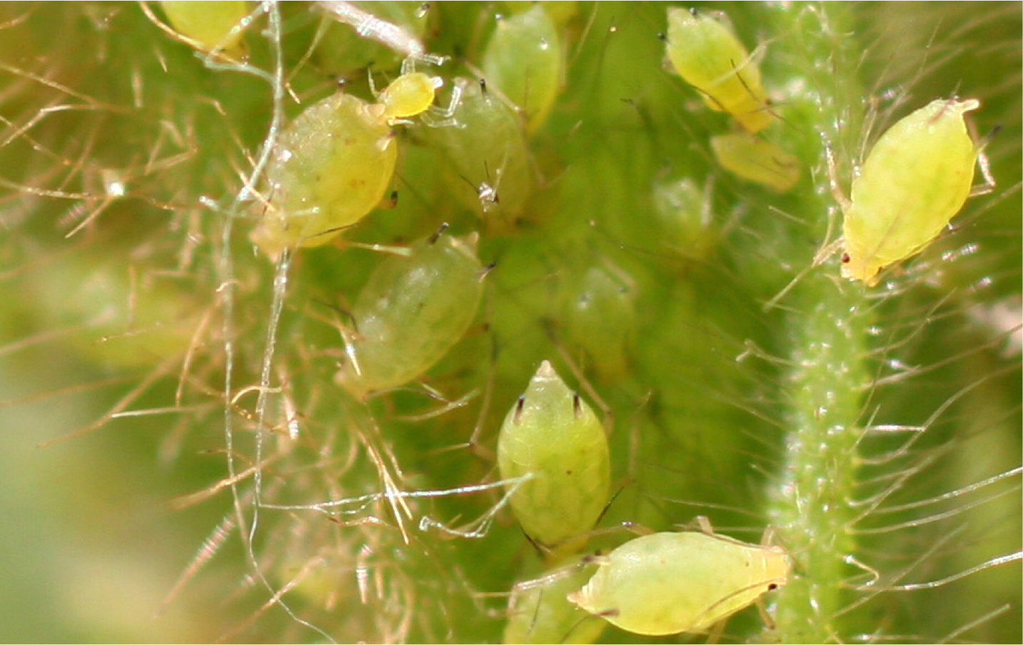 Aphids | South Dakota Soybean